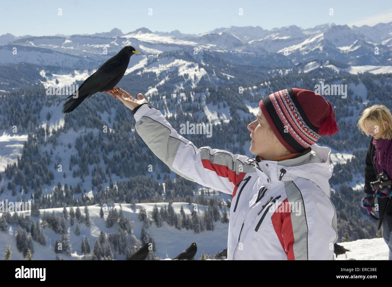 human and alpine yellow-billed chough Stock Photo - Alamy