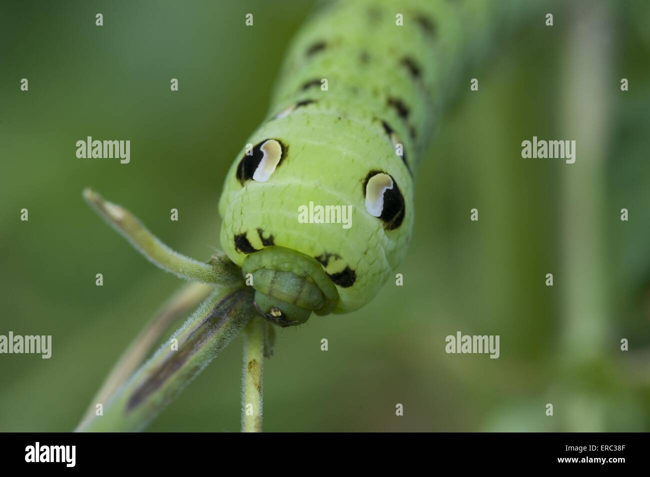 Elephant hawk moth caterpillar hi-res stock photography and images - Alamy