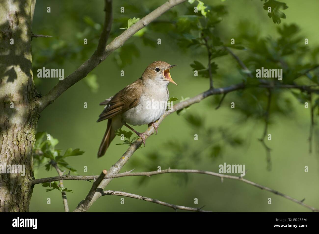 Nightingales hi-res stock photography and images - Alamy