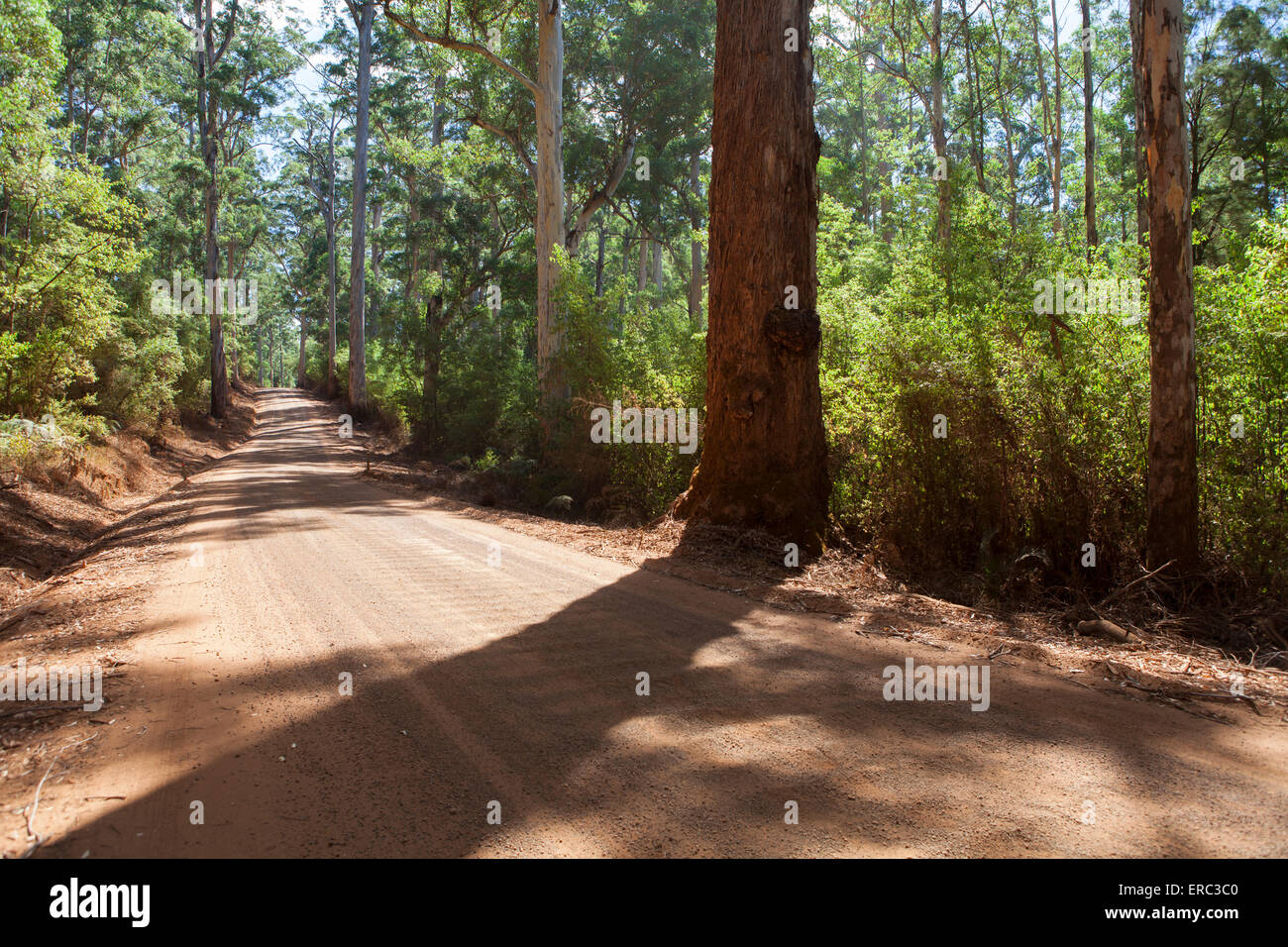 300m high Karri Trees in a Karri forest along the old Vasse highway ...