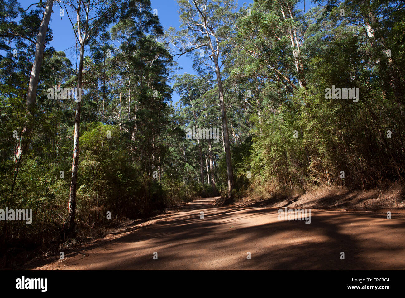 300m high Karri Trees in a Karri forest along the old Vasse highway ...