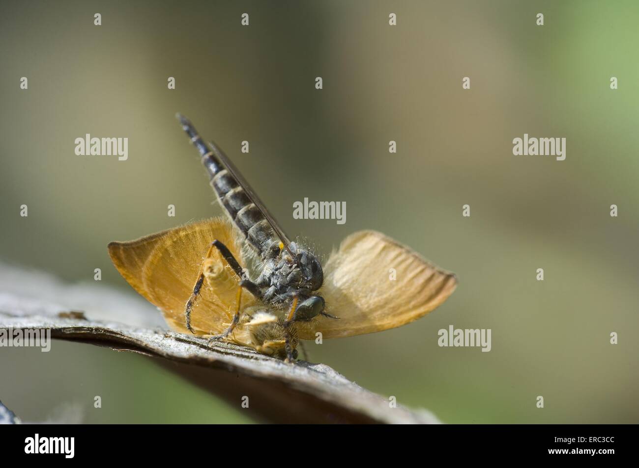 Robber fly hi-res stock photography and images - Alamy