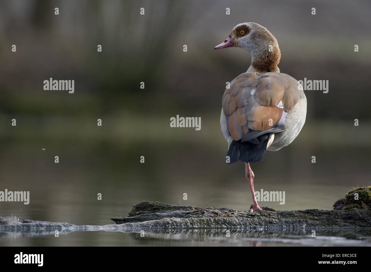 Back view goose bird hi-res stock photography and images - Alamy