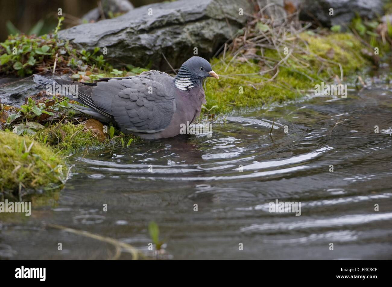 Culver culvers bird birds hi-res stock photography and images - Alamy