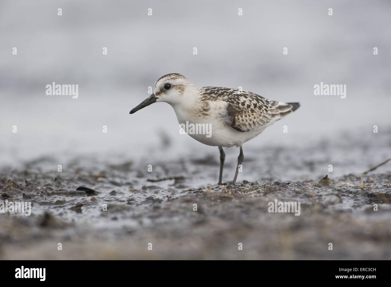 One sanderling hi-res stock photography and images - Alamy