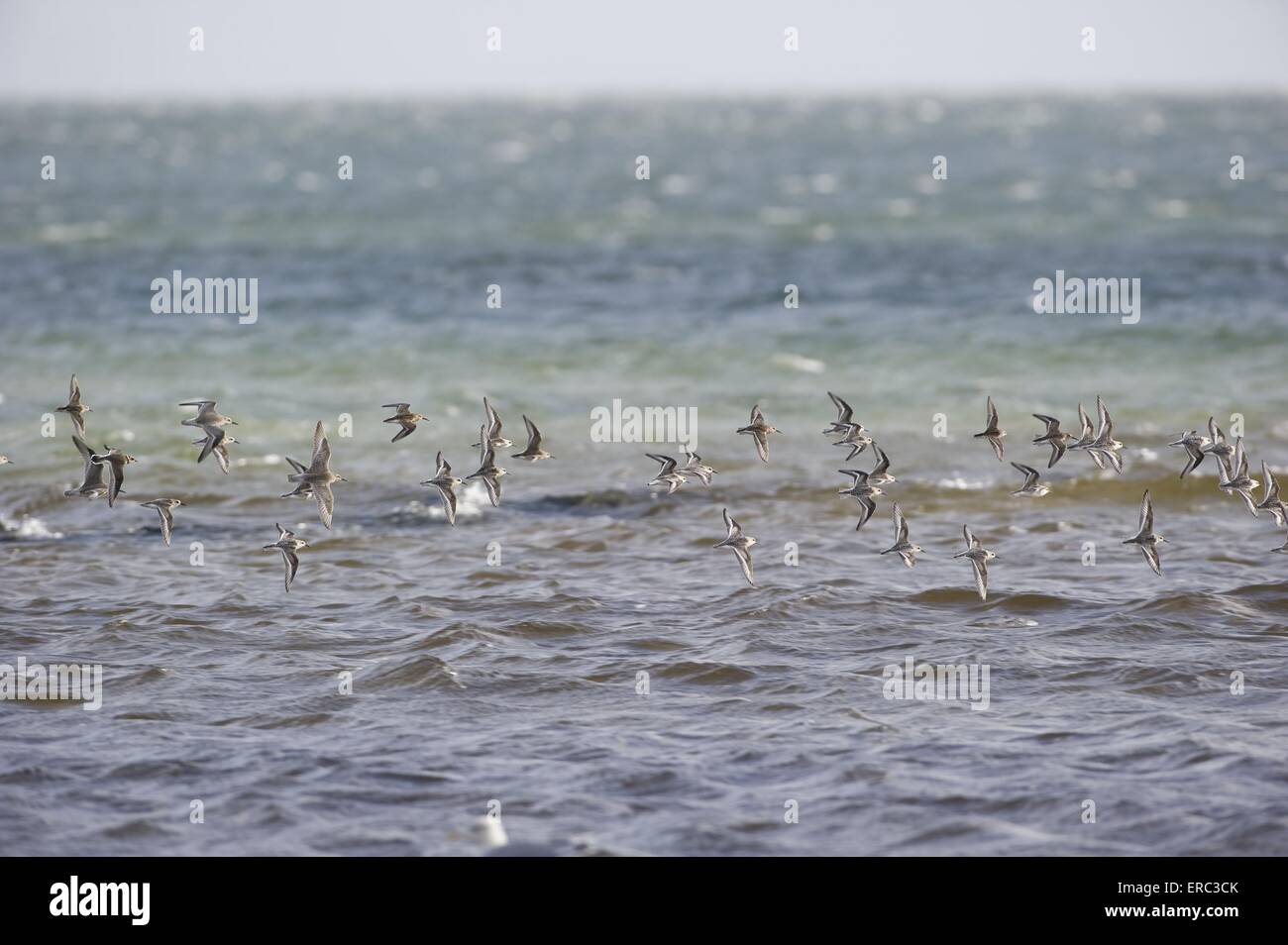 Group of sanderling hi-res stock photography and images - Alamy