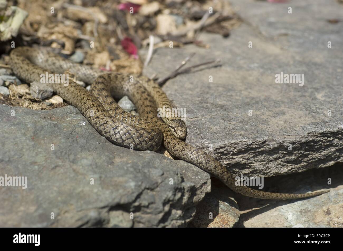 Smooth snake hi-res stock photography and images - Alamy