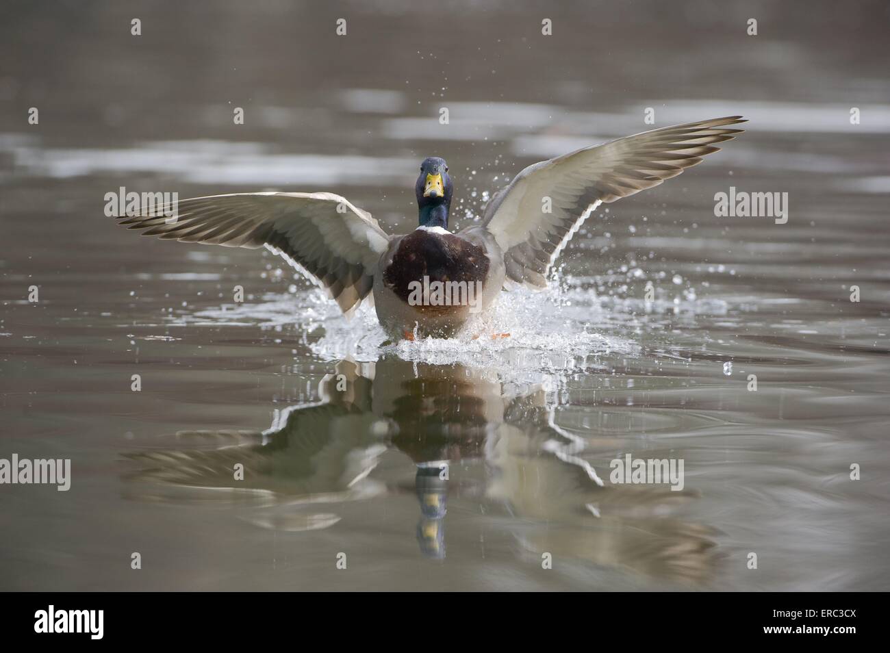 Drakes landing hi-res stock photography and images - Alamy