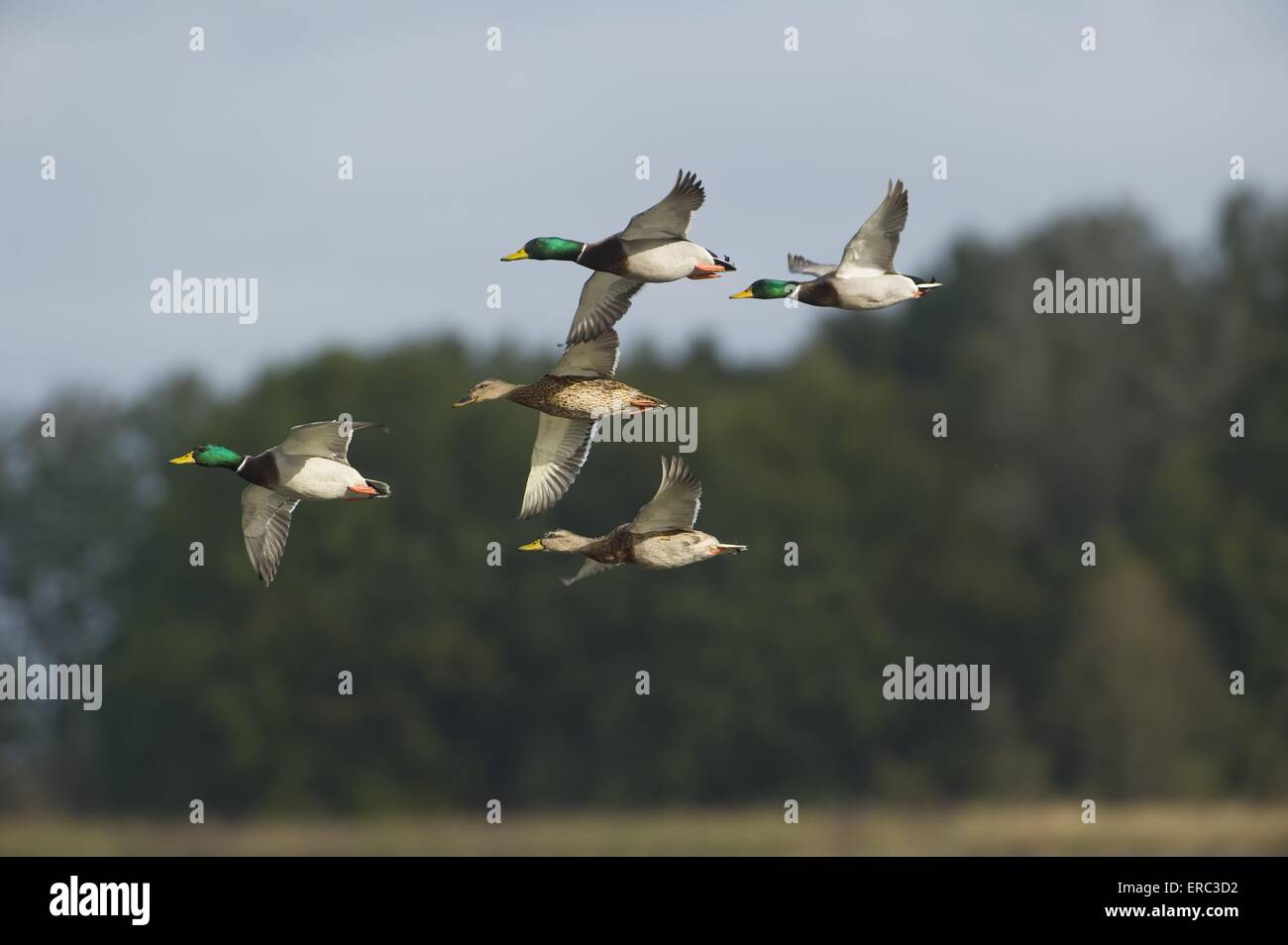 Blue sky mallards hi-res stock photography and images - Alamy