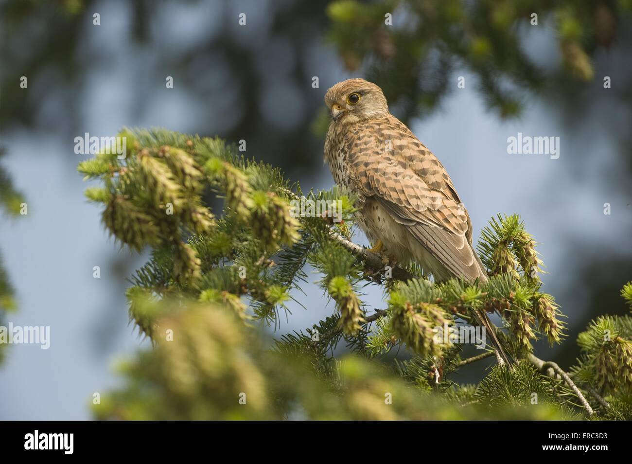 Kestrel side view hi-res stock photography and images - Alamy