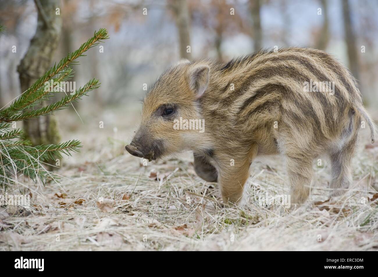 Shoat hi-res stock photography and images - Alamy