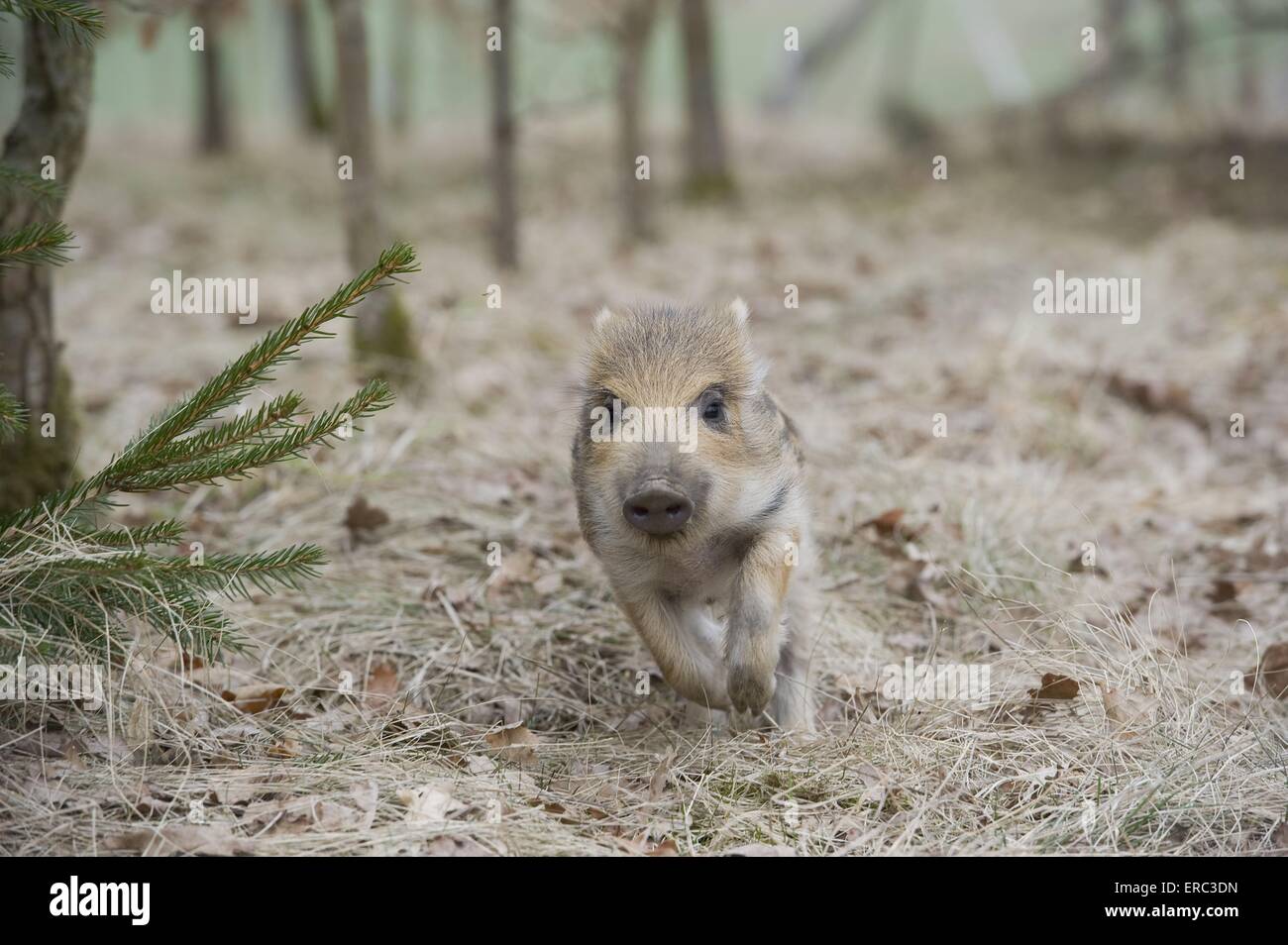 Shoat hi-res stock photography and images - Alamy