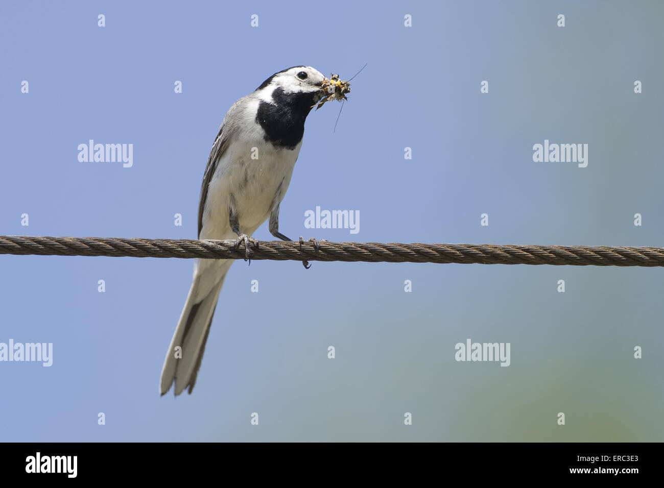 Wagtail prey hi-res stock photography and images - Alamy