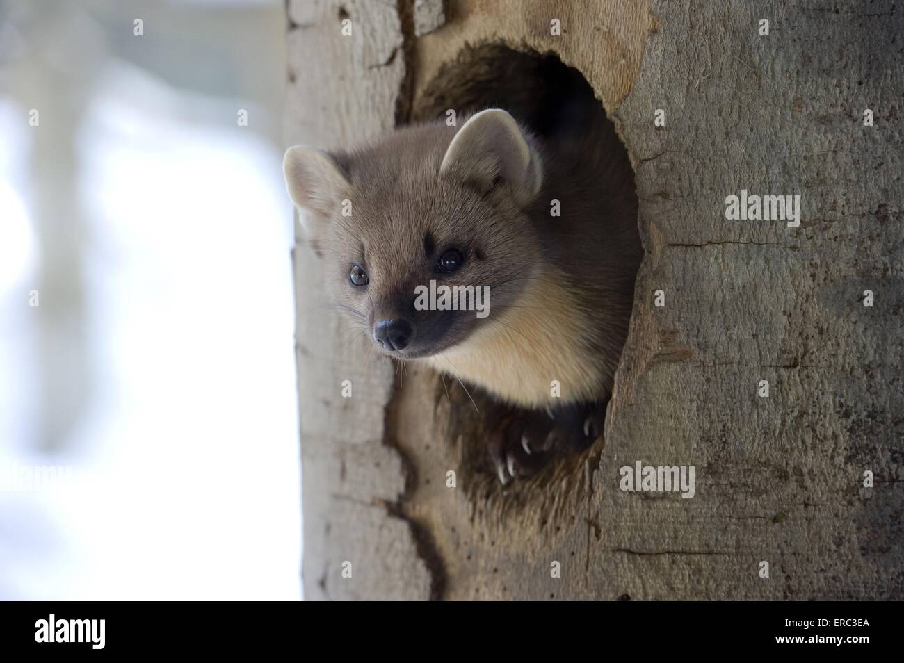Tree marten head hi-res stock photography and images - Alamy