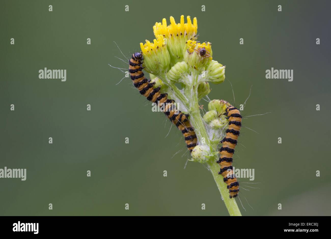 Grubs hi-res stock photography and images - Alamy