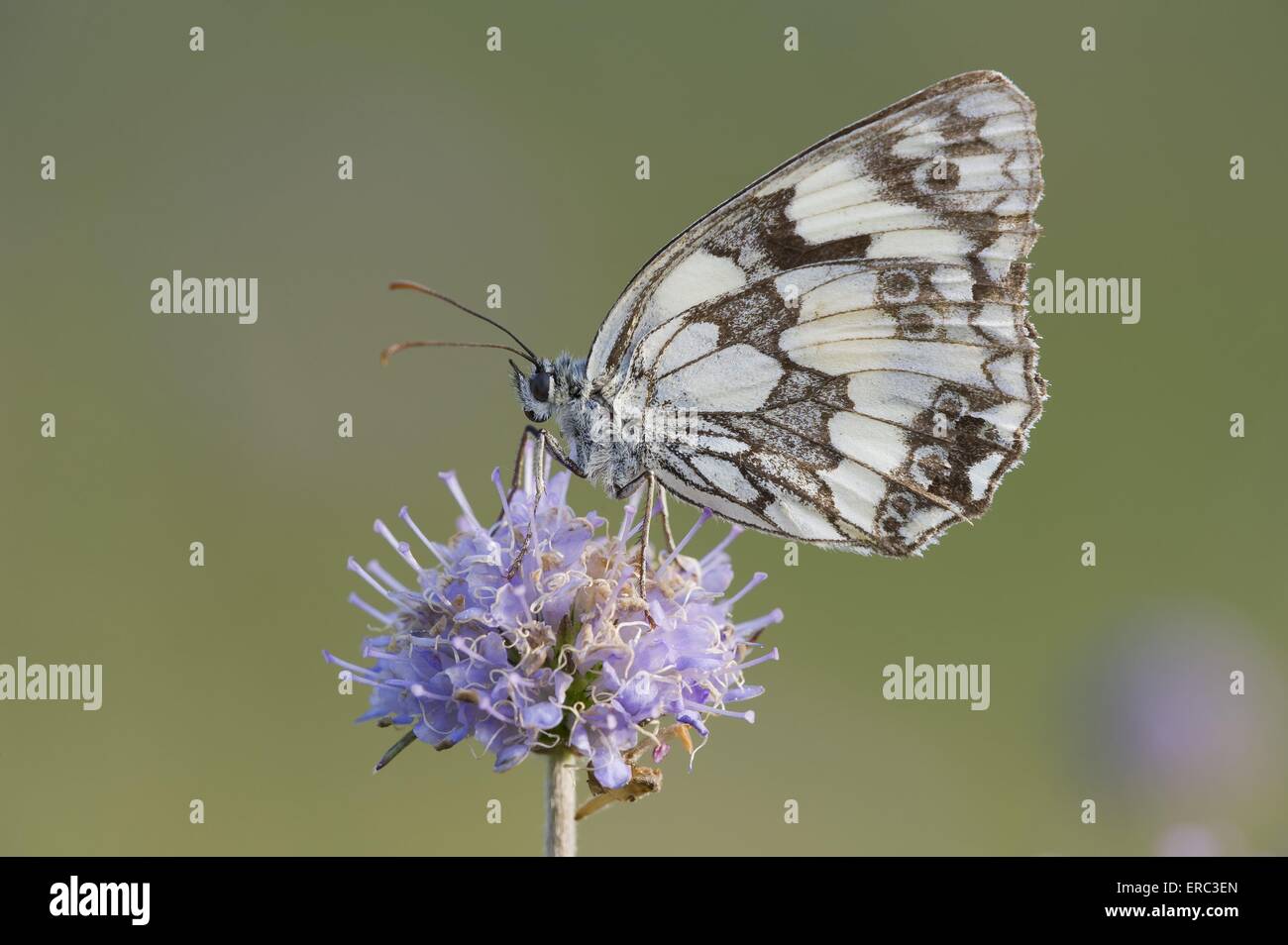 marbled white butterfly Stock Photo - Alamy