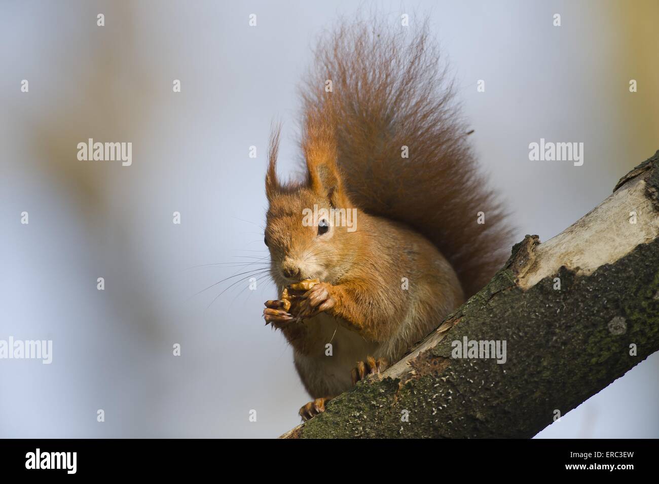 Eurasian red squirrel hi-res stock photography and images - Alamy