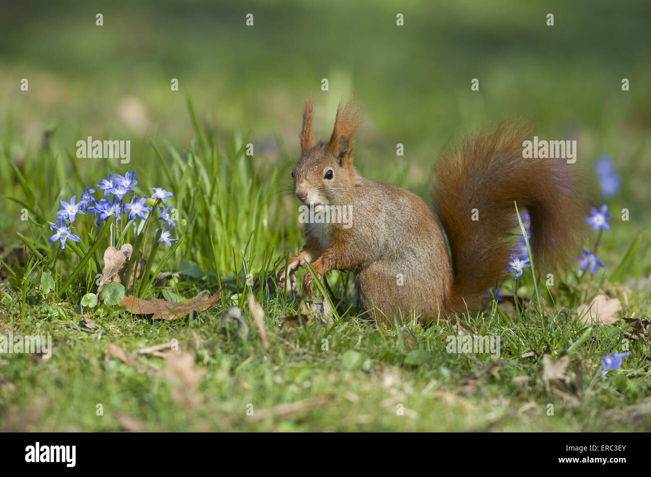 Eurasian red squirrel hi-res stock photography and images - Alamy