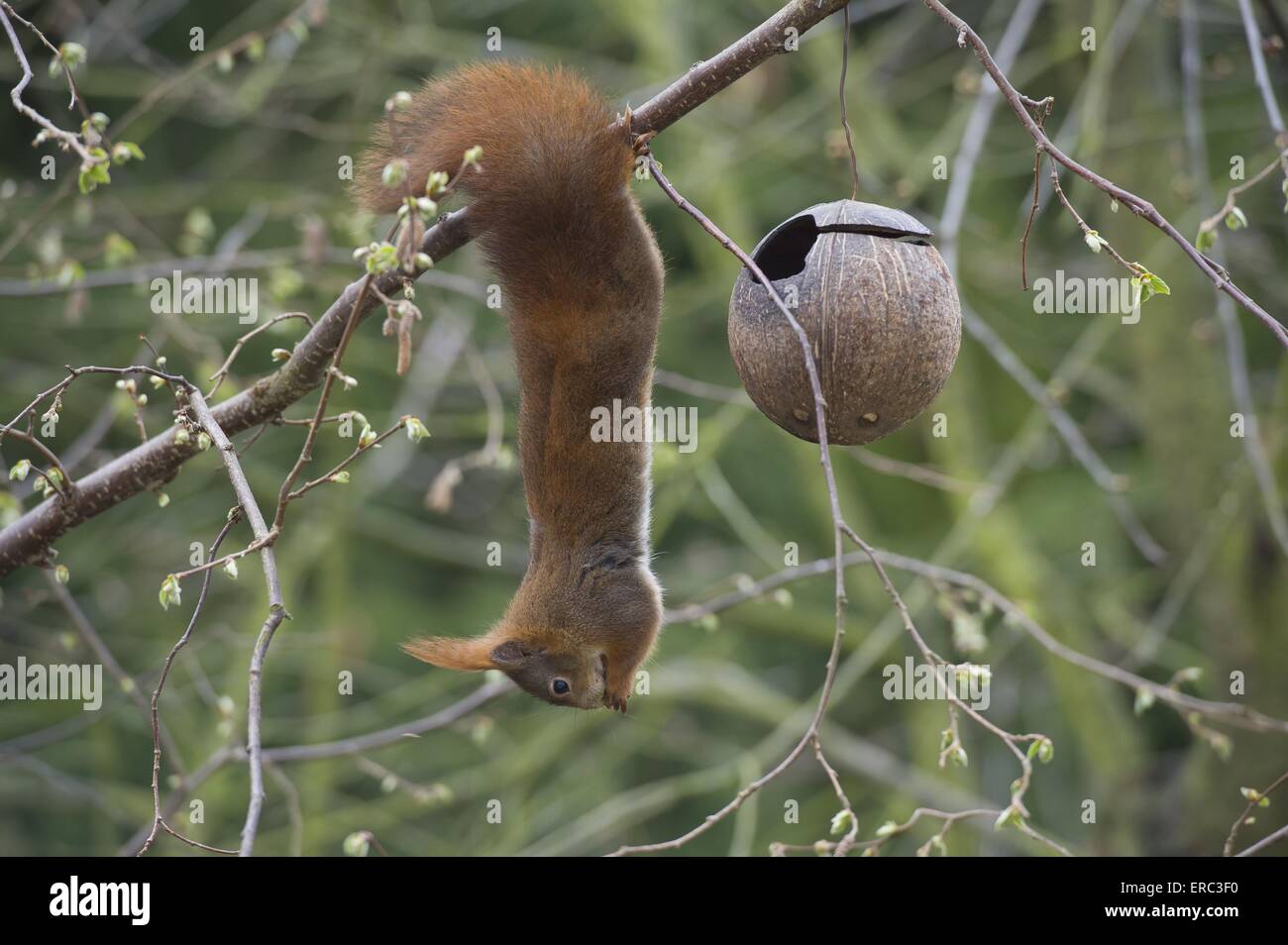 Eurasian red squirrel hi-res stock photography and images - Alamy