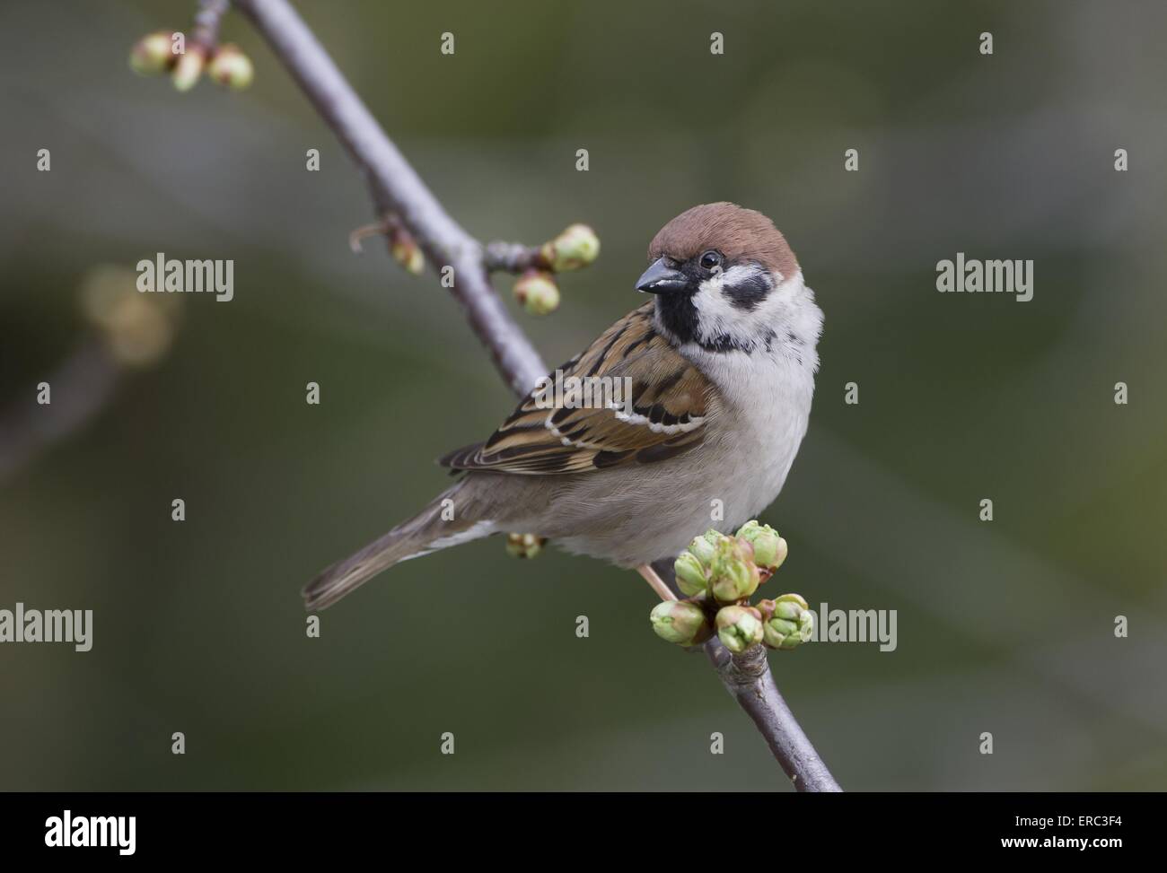 Eurasian tree sparrow Stock Photo - Alamy
