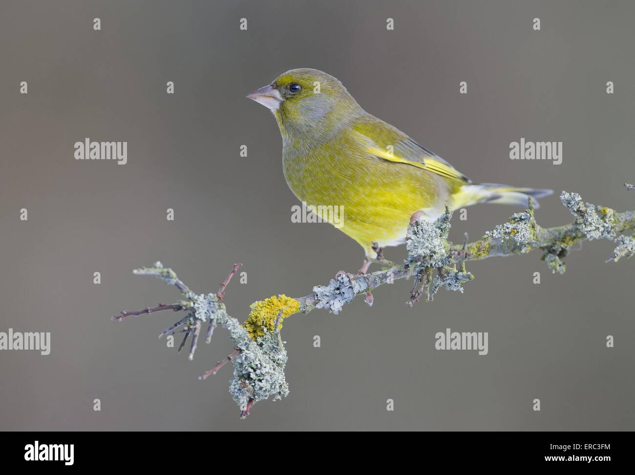 Single greenfinch hi-res stock photography and images - Alamy