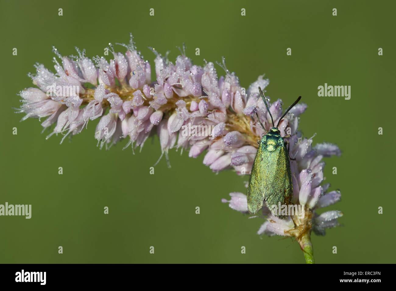 Sun moth hi-res stock photography and images - Alamy