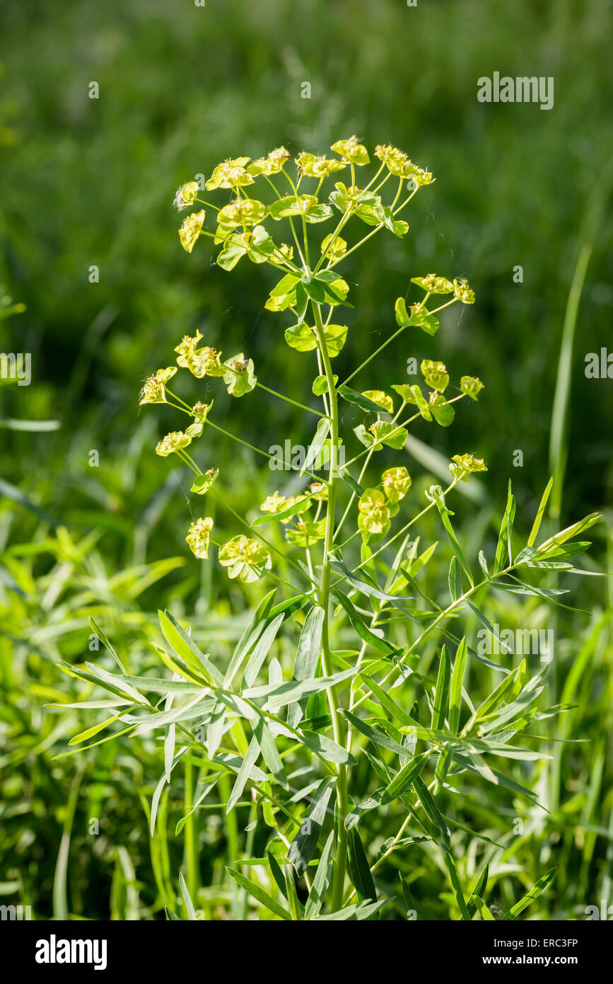 Yellow wildflower meadow hi-res stock photography and images - Alamy