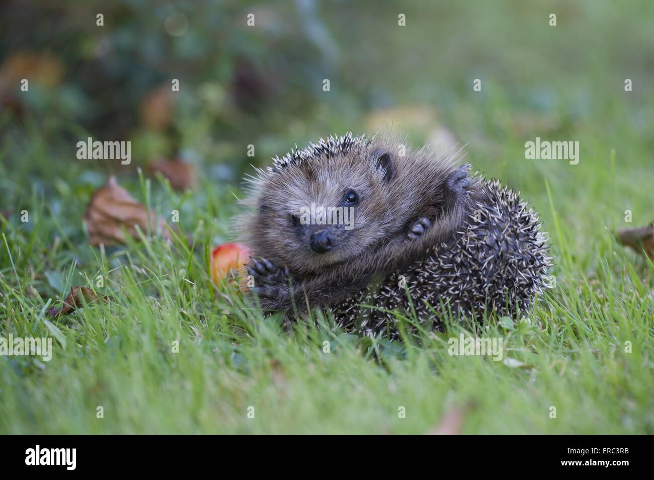 Hedgehog in nature hi-res stock photography and images - Alamy