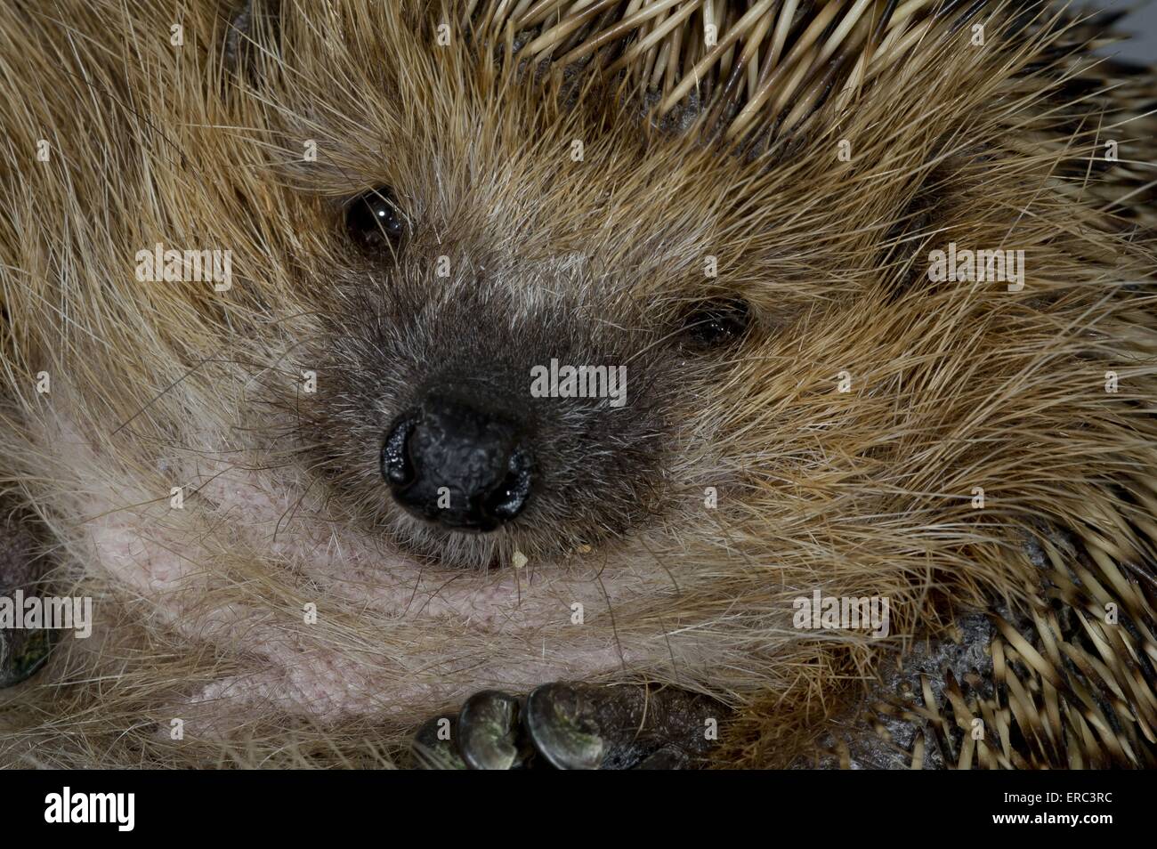 Hedgehogs head hi-res stock photography and images - Alamy
