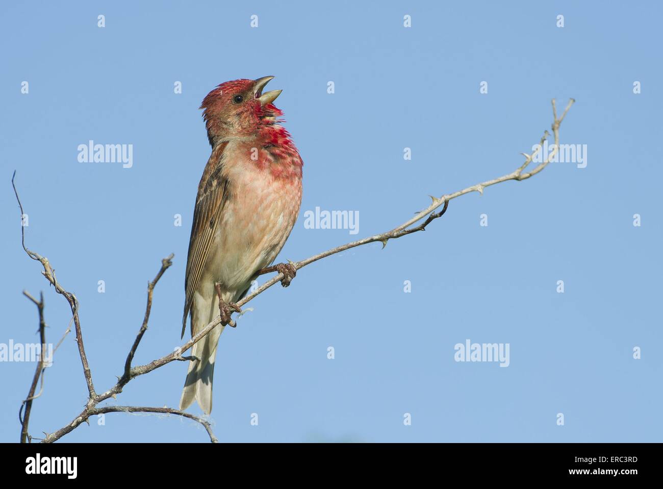 Rosefinch hi-res stock photography and images - Alamy