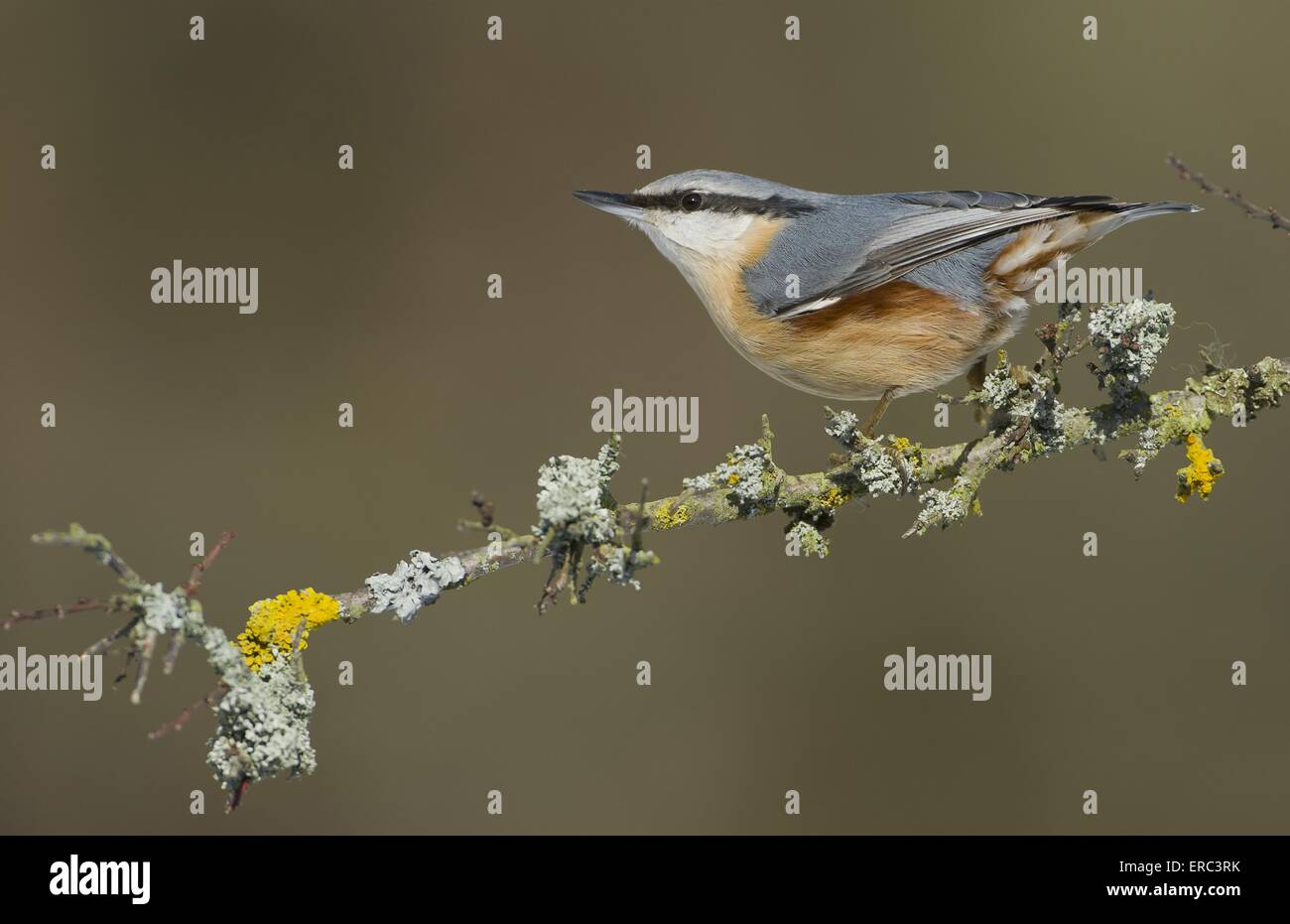 Eurasian nuthatch hi-res stock photography and images - Alamy