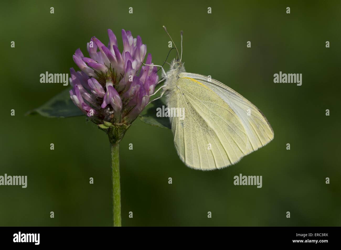 large white butterfly Stock Photo - Alamy