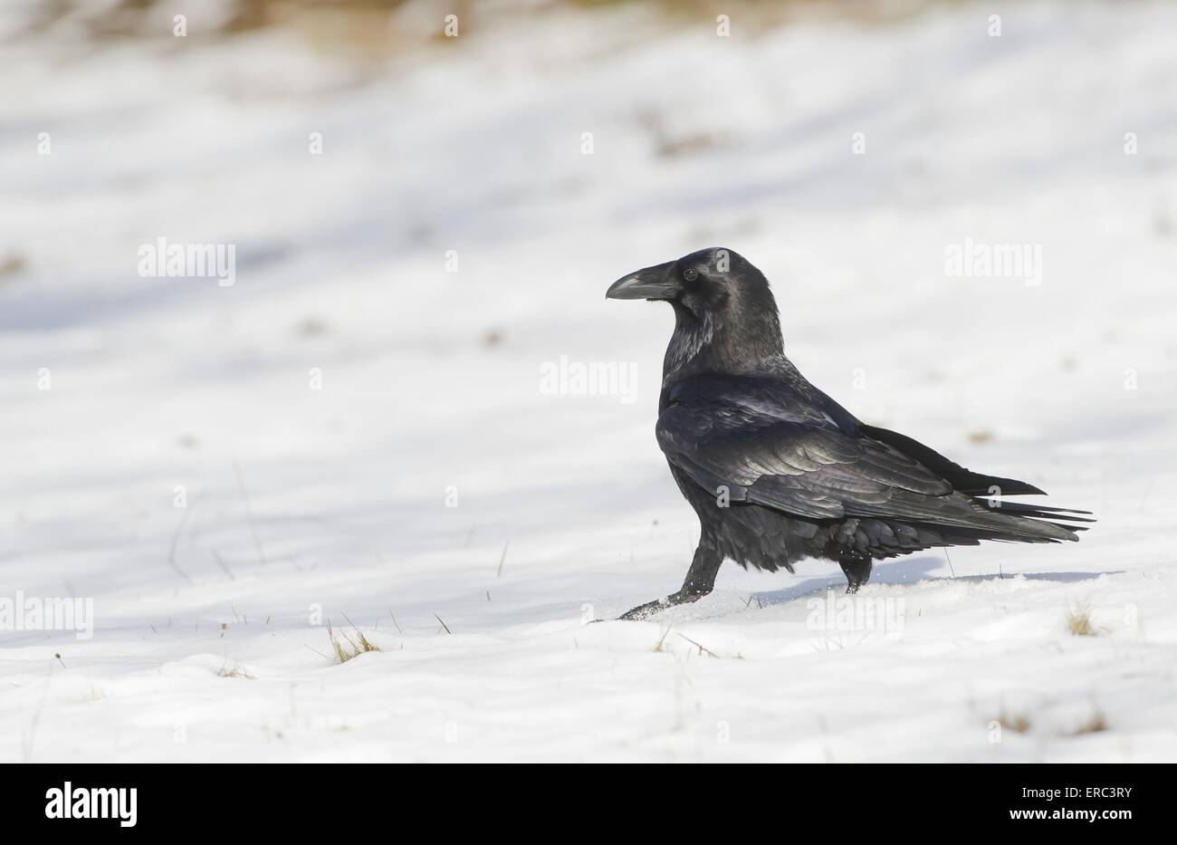 Side view of raven hi-res stock photography and images - Alamy