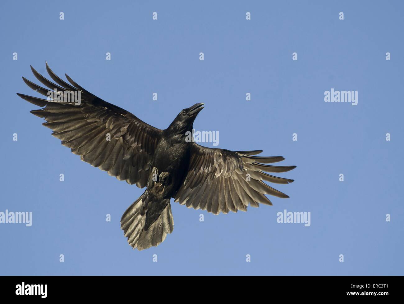 Raven behavior hi-res stock photography and images - Alamy