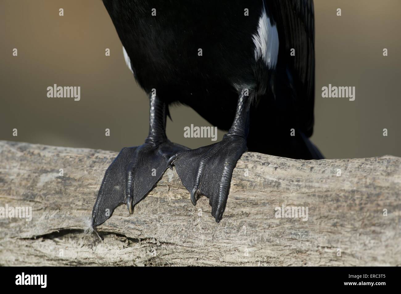 Cormorant Feet High Resolution Stock Photography and Images - Alamy