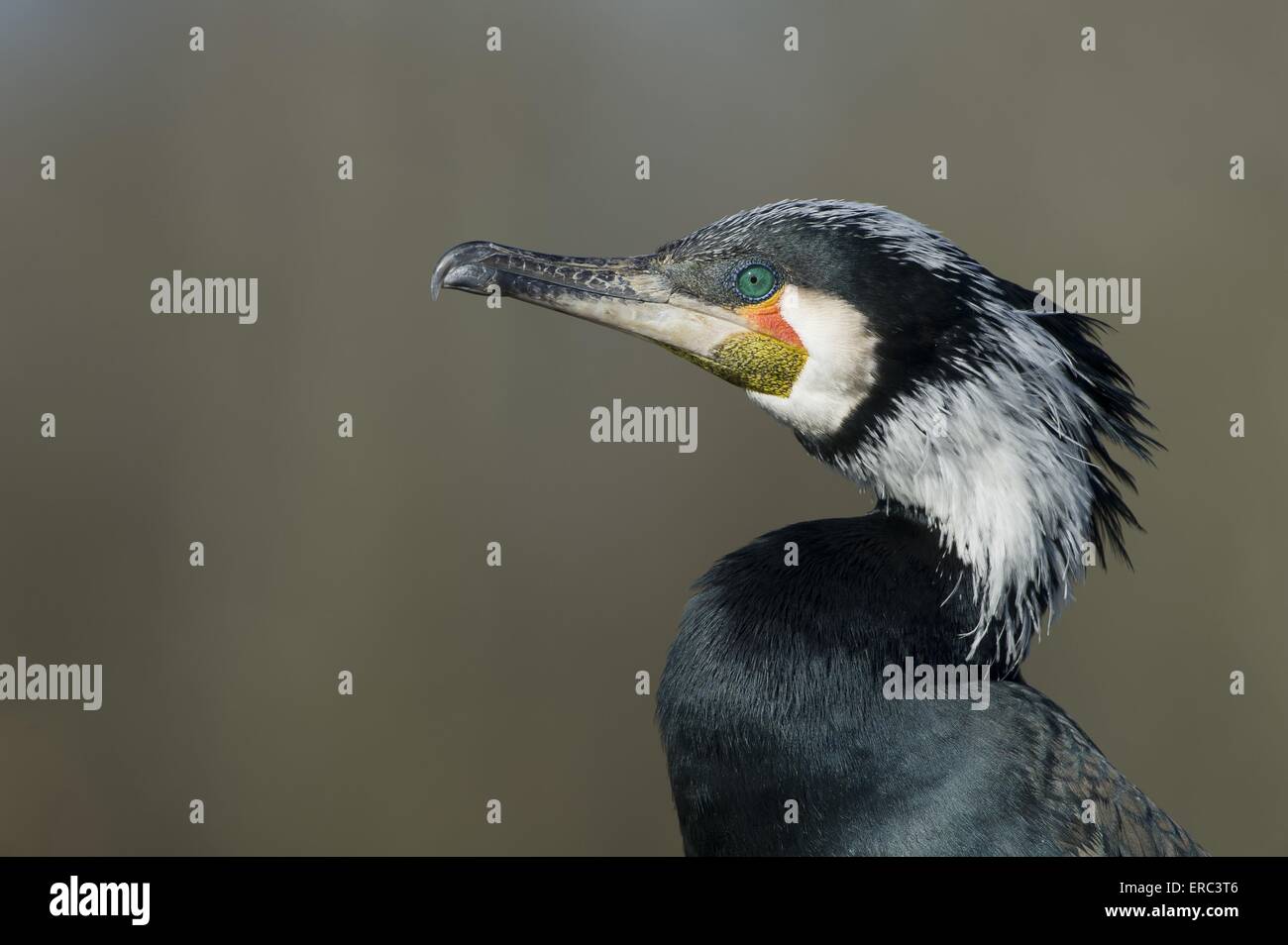 Cormorant profile hi-res stock photography and images - Alamy