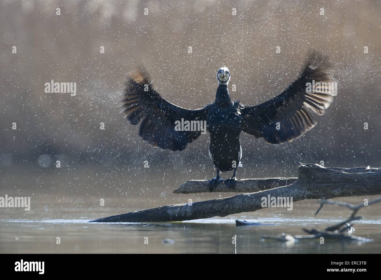 Cormorant splashing hi-res stock photography and images - Alamy