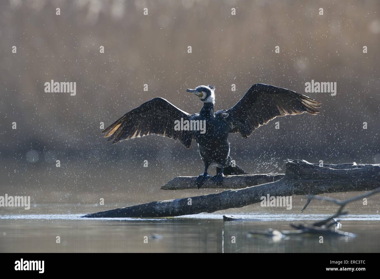 Cormorant splashing hi-res stock photography and images - Alamy