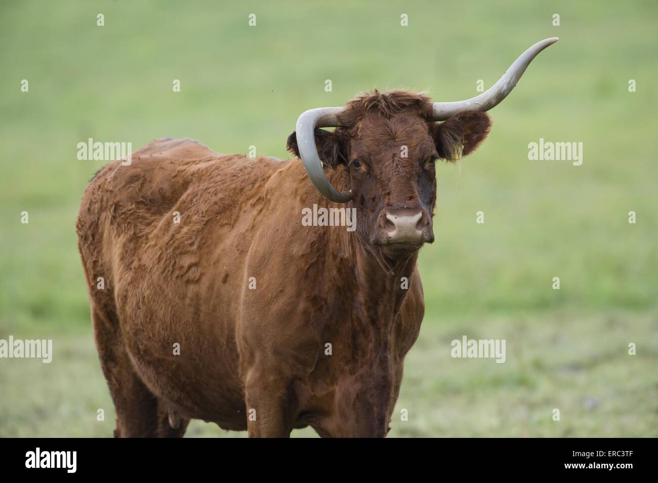 Cattle heads hi-res stock photography and images - Alamy