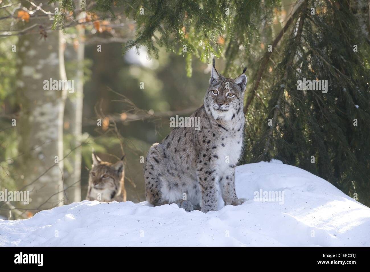 Predator cue hi-res stock photography and images - Alamy