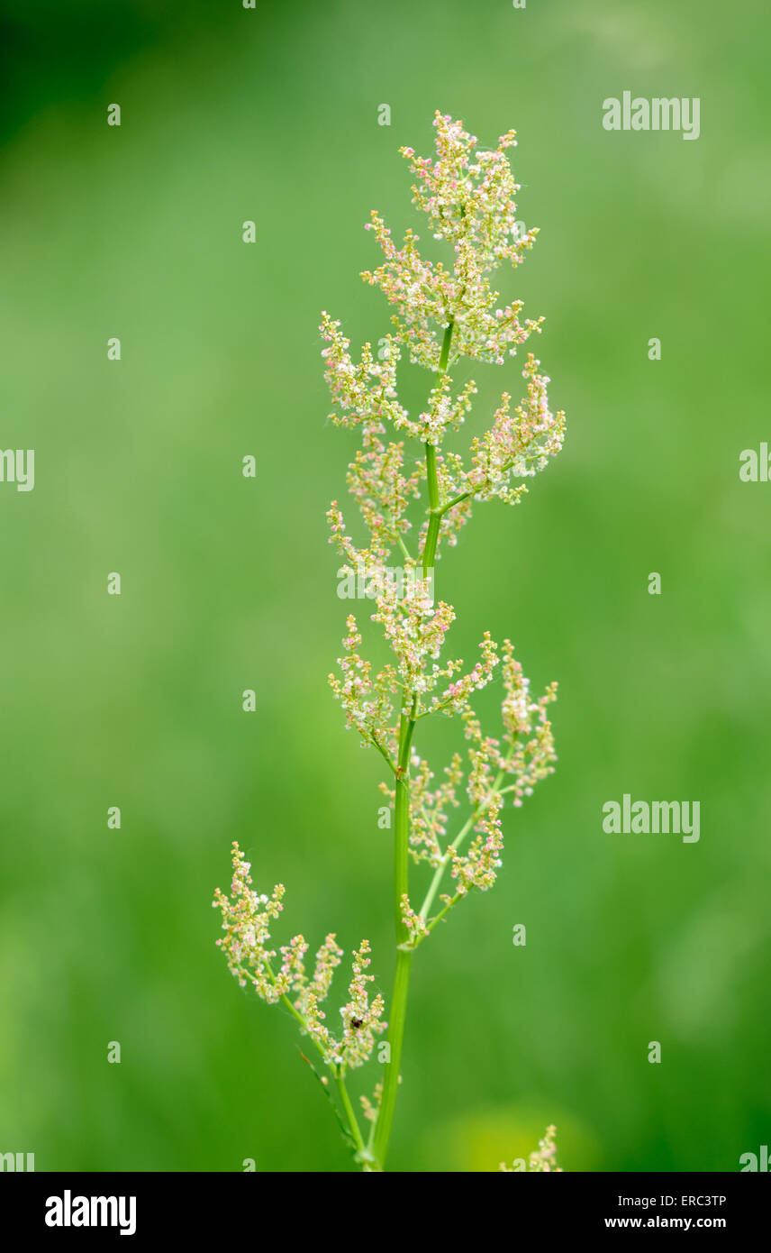 A wildflower in the meadow under the warm spring sun Stock Photo - Alamy