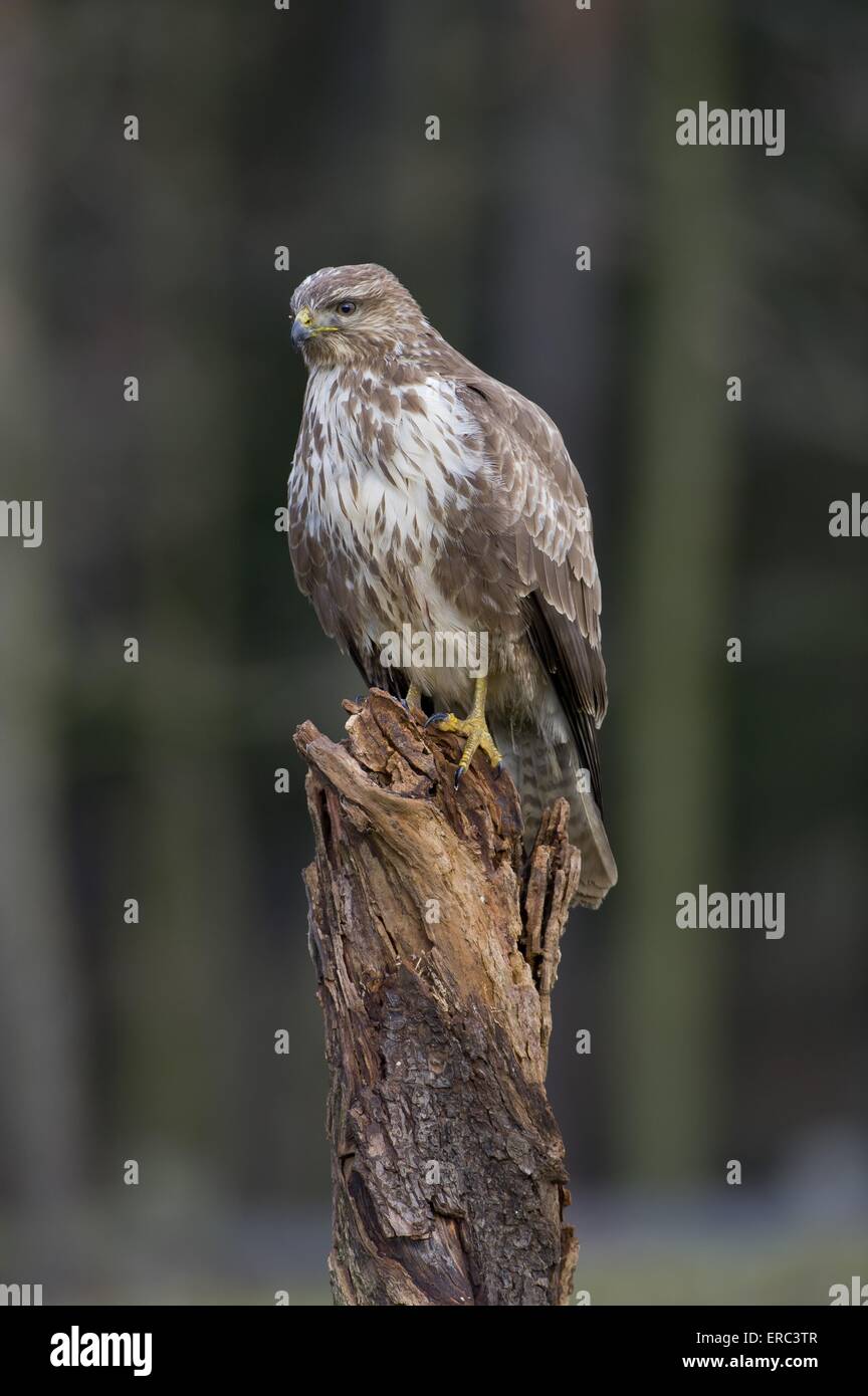 Buzzard size hi-res stock photography and images - Alamy