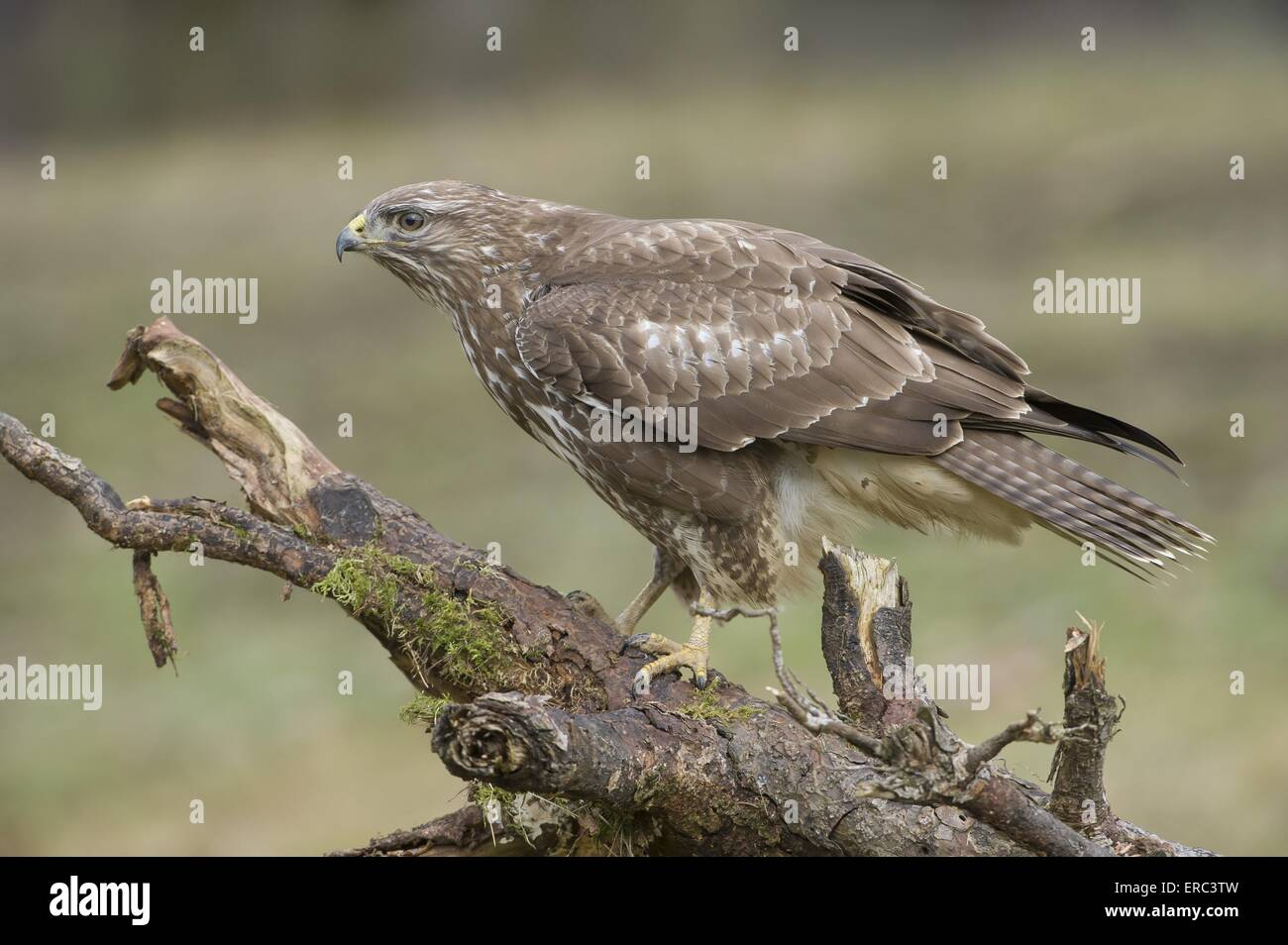 Buzzard profile hi-res stock photography and images - Alamy