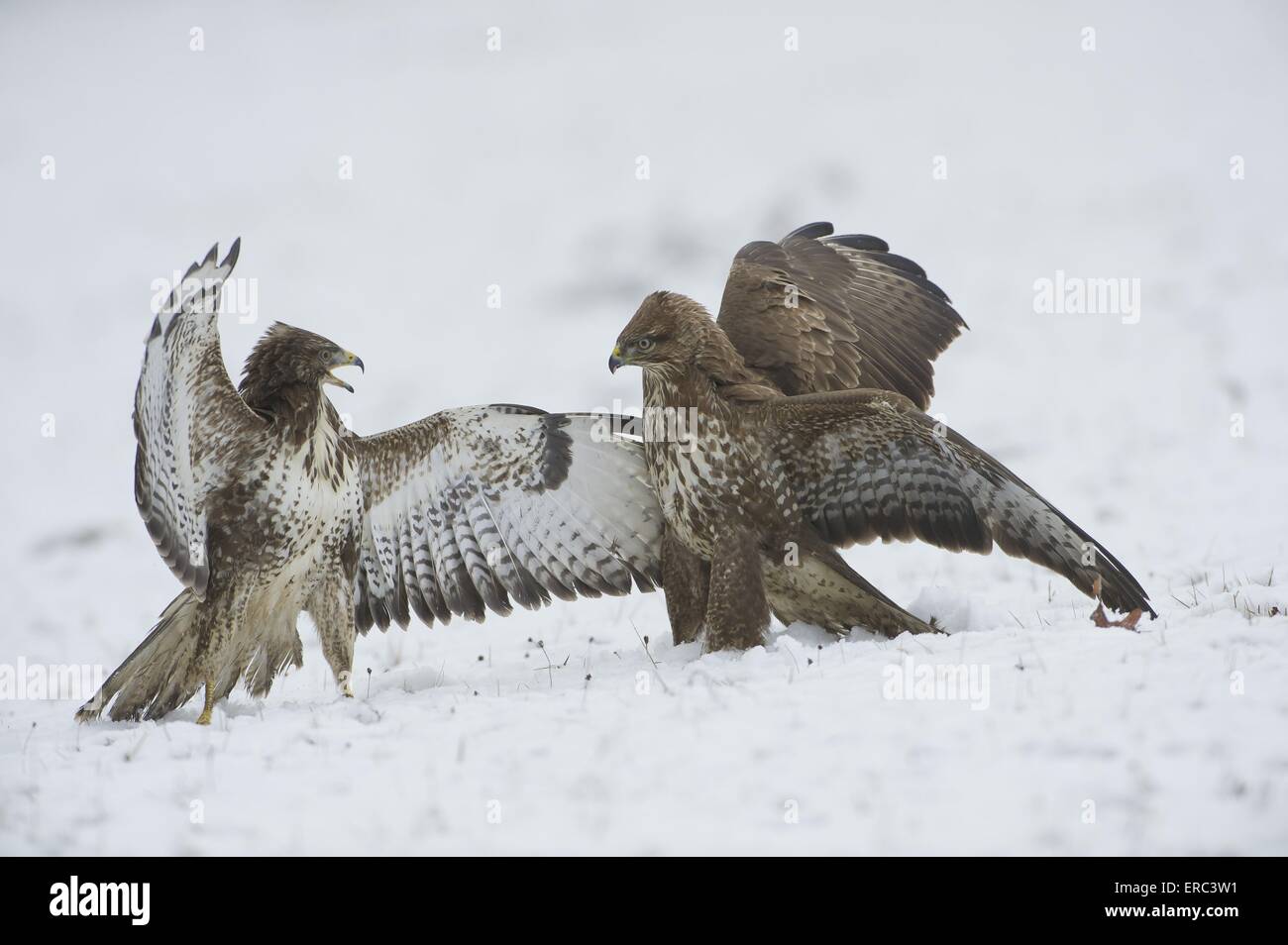 Buzzards hi-res stock photography and images - Alamy