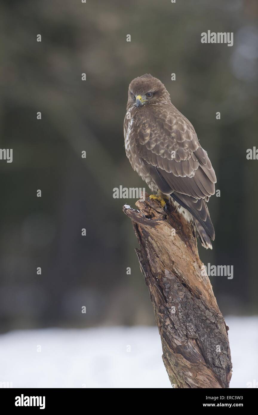 Buzzard size hi-res stock photography and images - Alamy