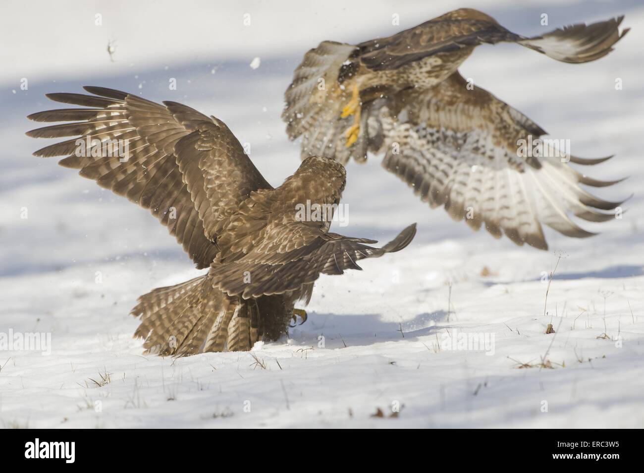 Buzzards hi-res stock photography and images - Alamy