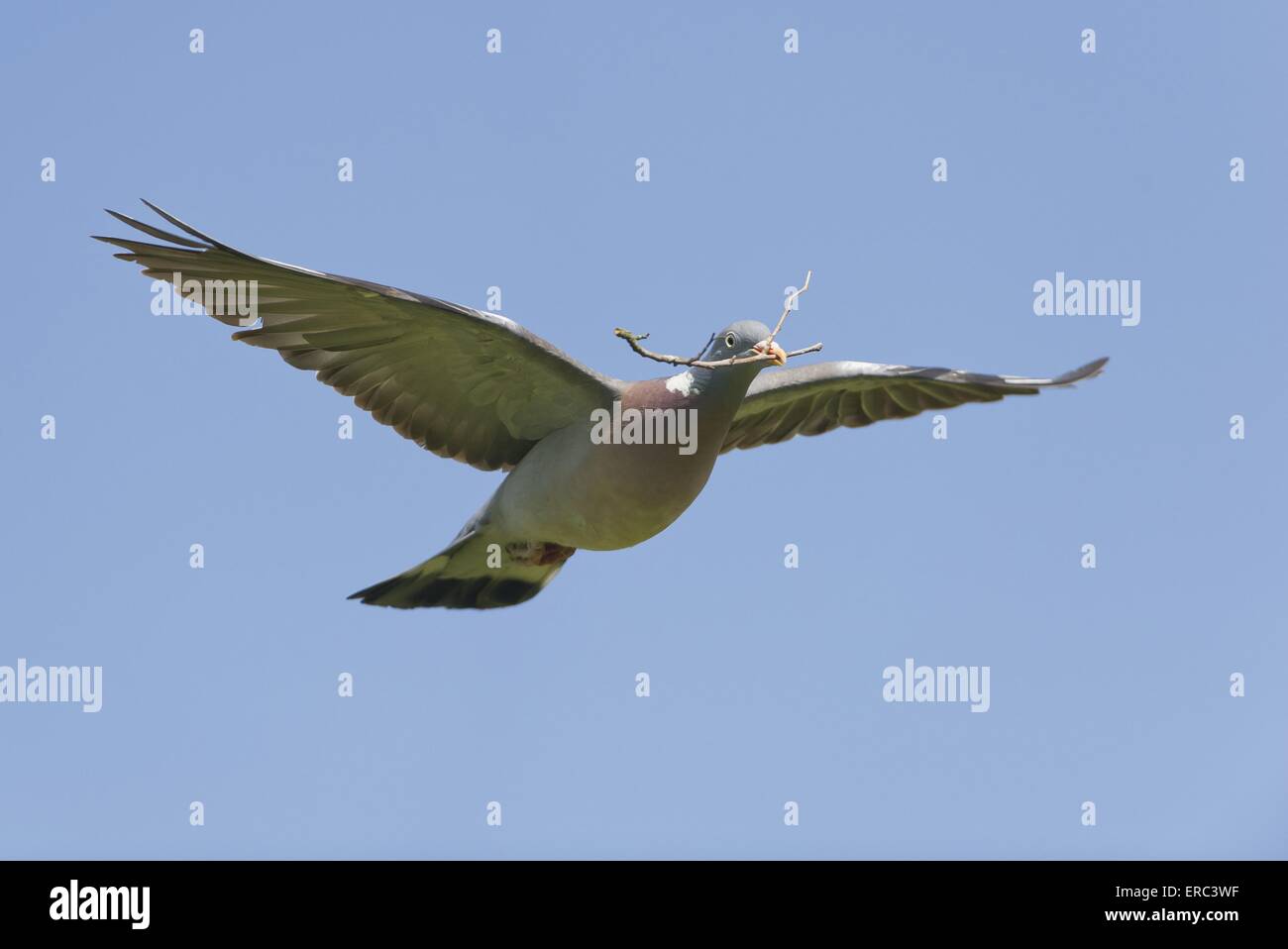 Culver culvers bird birds hi-res stock photography and images - Alamy