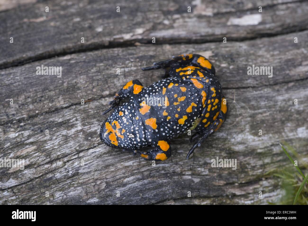 Firebellied toad hi-res stock photography and images - Alamy