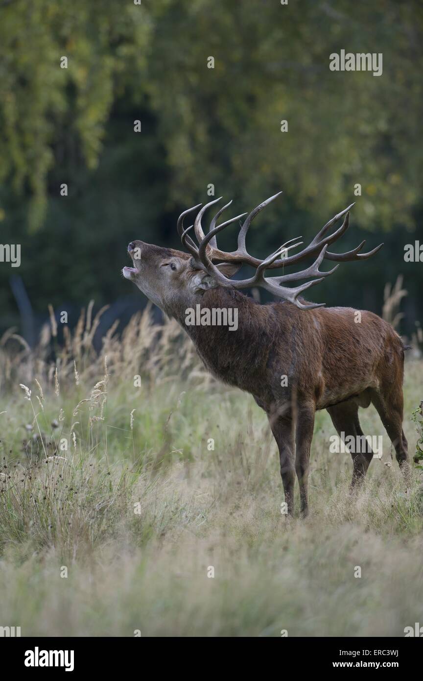 Breeding red deer hi-res stock photography and images - Alamy Breeding red deer hi-res stock photography and images - Alamy
