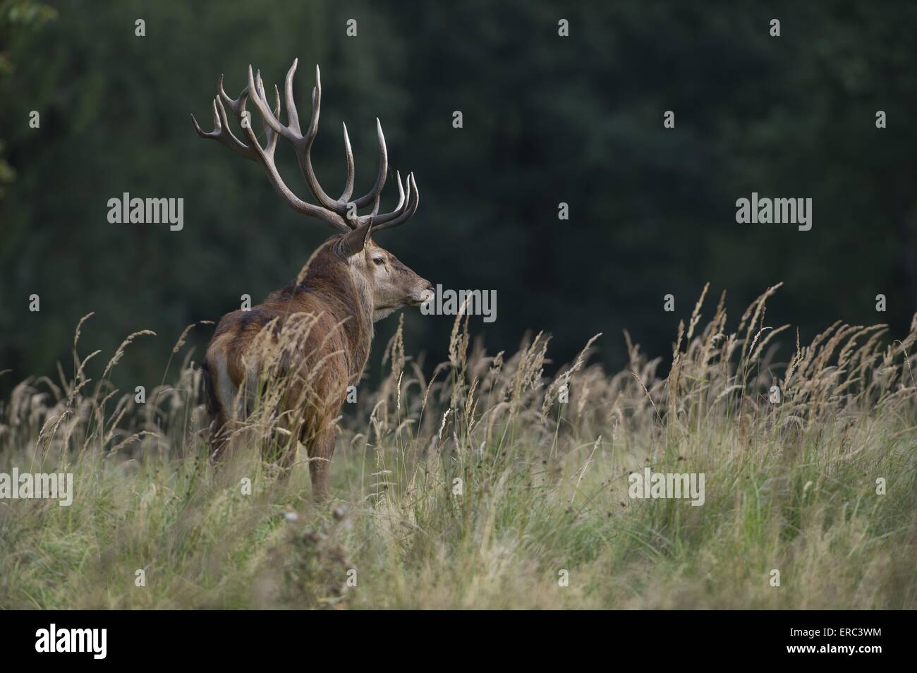 Red deer antlers back view hi-res stock photography and images - Alamy
